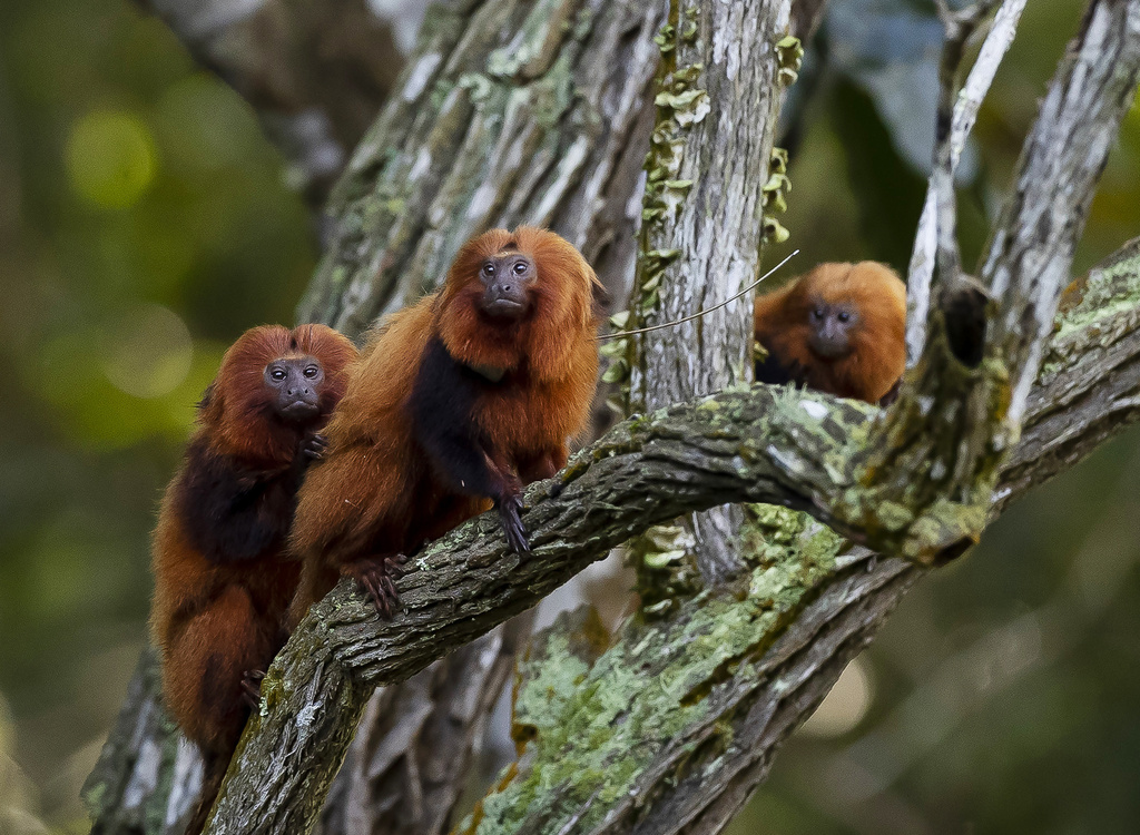 Tue. 9:29 a.m.: Brazil’s endangered golden monkeys have recovered ...